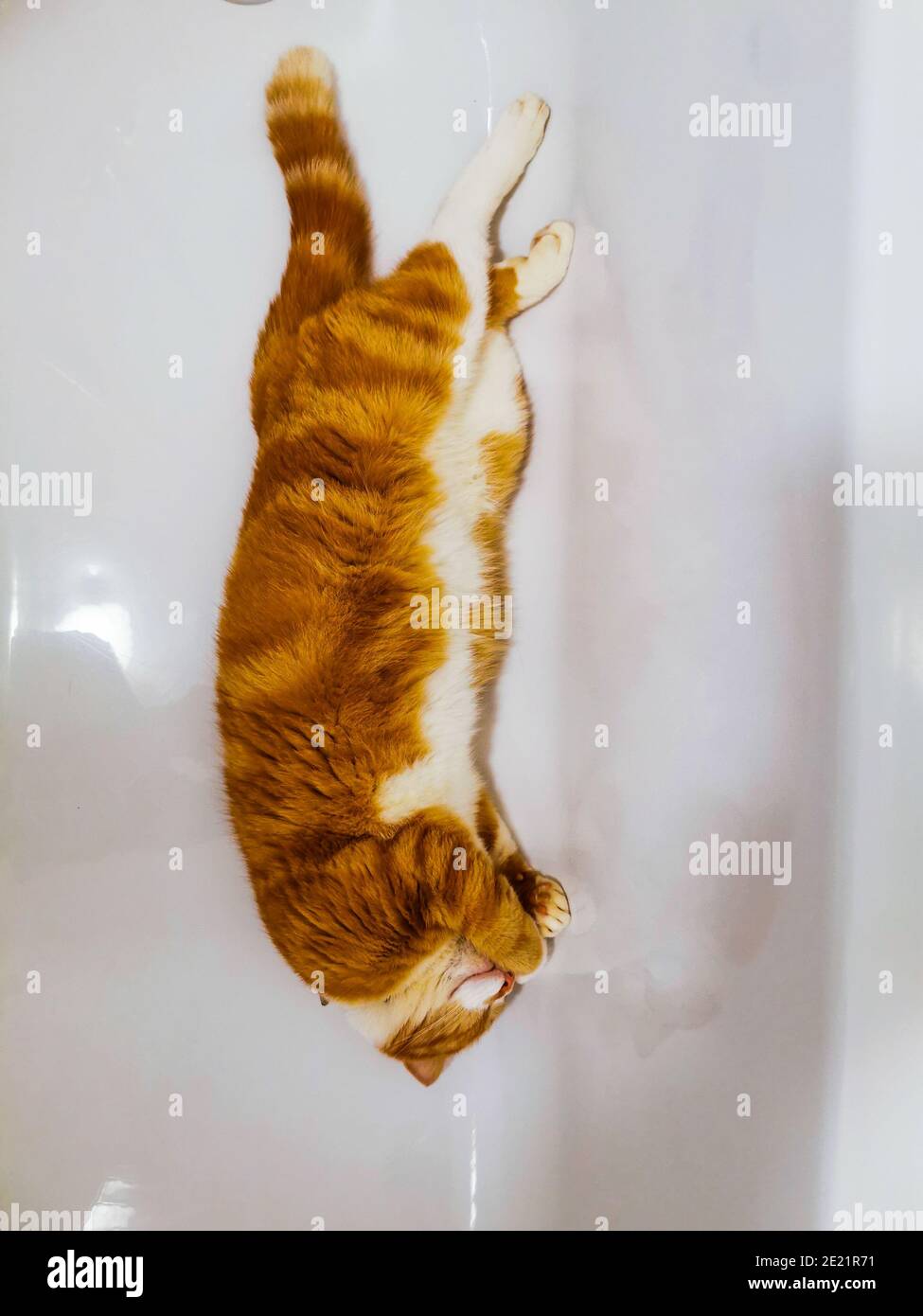 Ginger male cat relaxing in an empty bath tub Stock Photo - Alamy