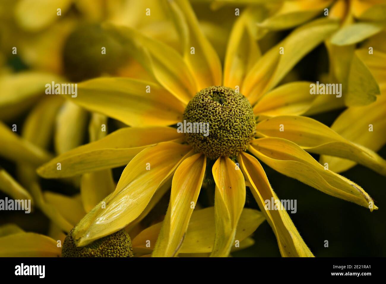 Helenium autumnale (Common sneezeweed) a sunflower family flowering ...
