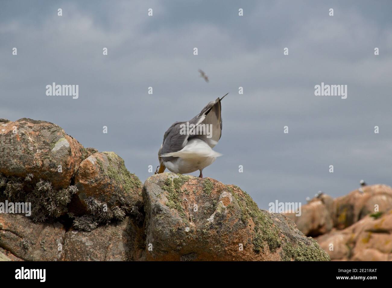 seagull on the rock Stock Photo - Alamy