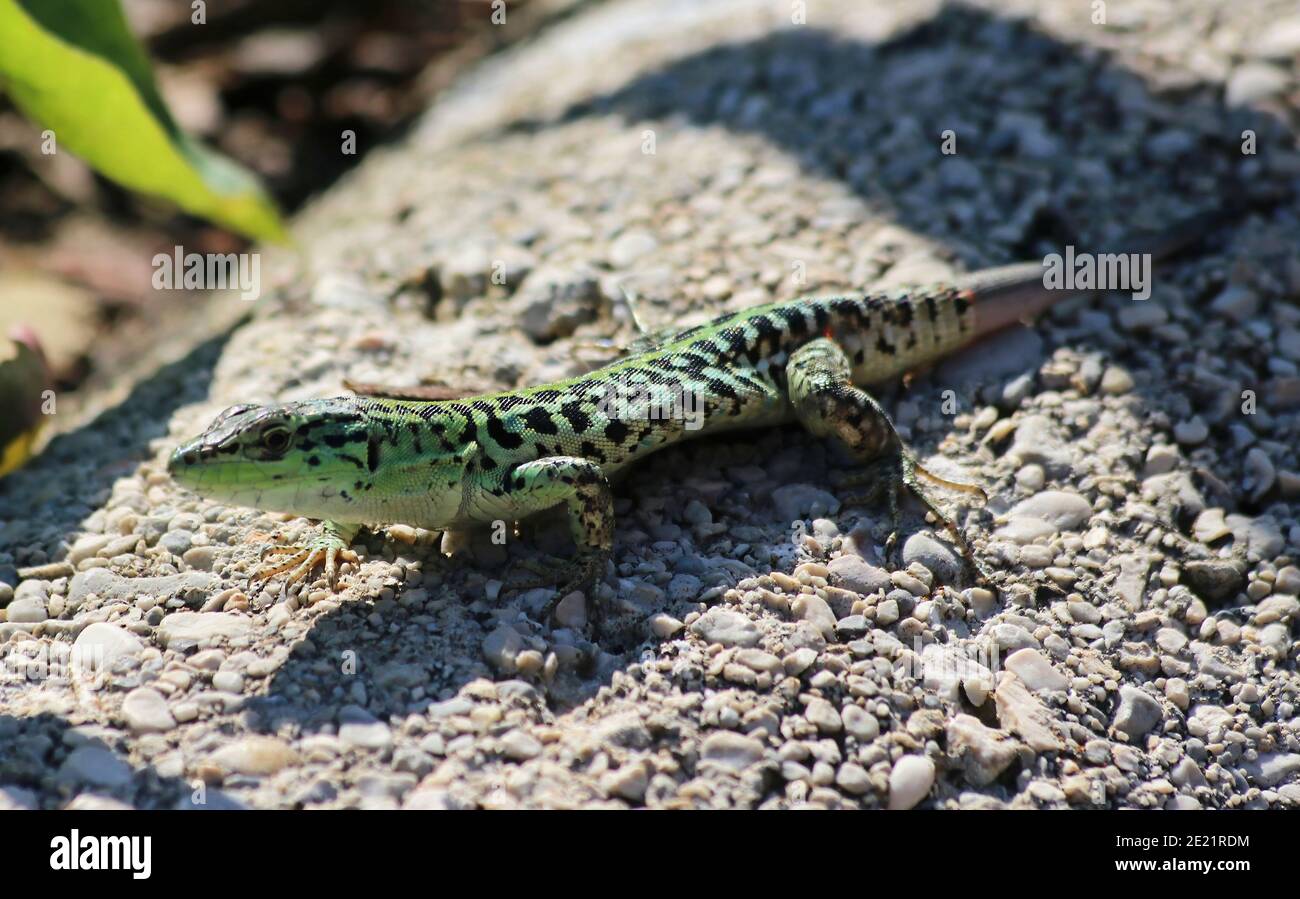 European green lizard sunning itself on a rock Stock Photo - Alamy