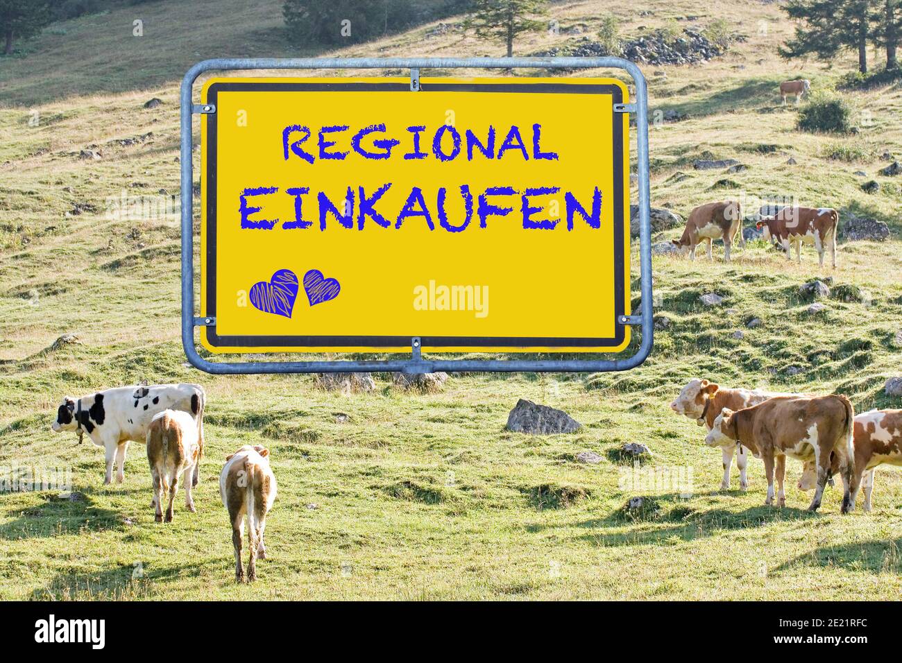 Alpine meadow with cows and the sign "buy regional".Lettering German ...