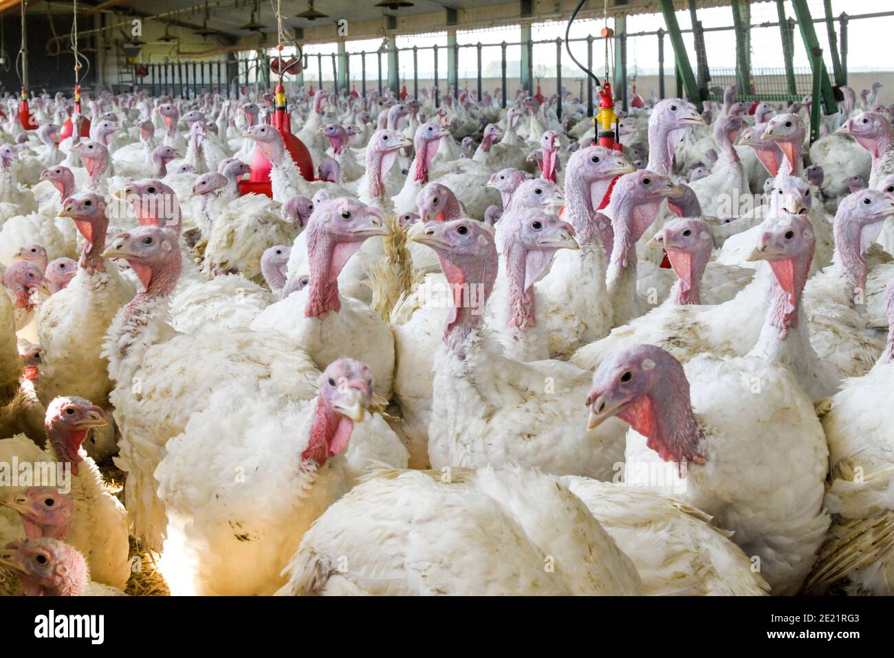 Industrial turkey hen production in Sainte-Marguerite-de-l'Autel ...