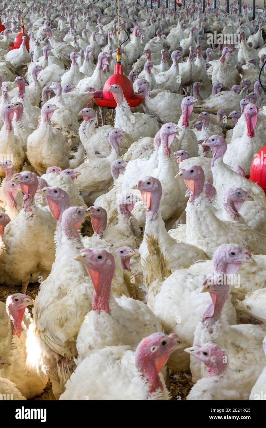 Industrial turkey hen production in Sainte-Marguerite-de-l'Autel ...