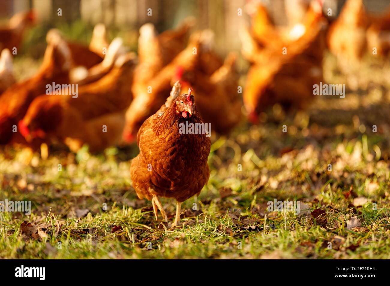 Free range organic chickens poultry in a country farm Stock Photo - Alamy