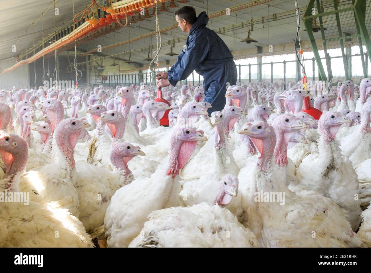 Industrial turkey hen production in Sainte-Marguerite-de-l'Autel ...