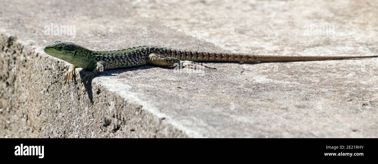European green lizard sunning itself on a rock Stock Photo - Alamy
