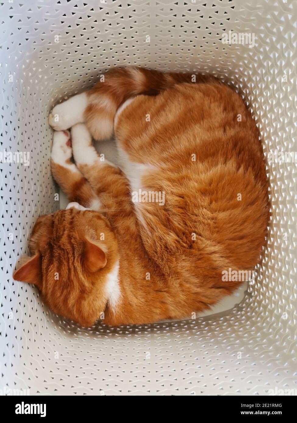 Ginger cat sleeping in a laundry basket Stock Photo - Alamy
