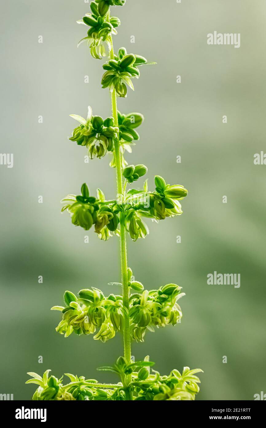 Marijuana blooms hi-res stock photography and images - Alamy