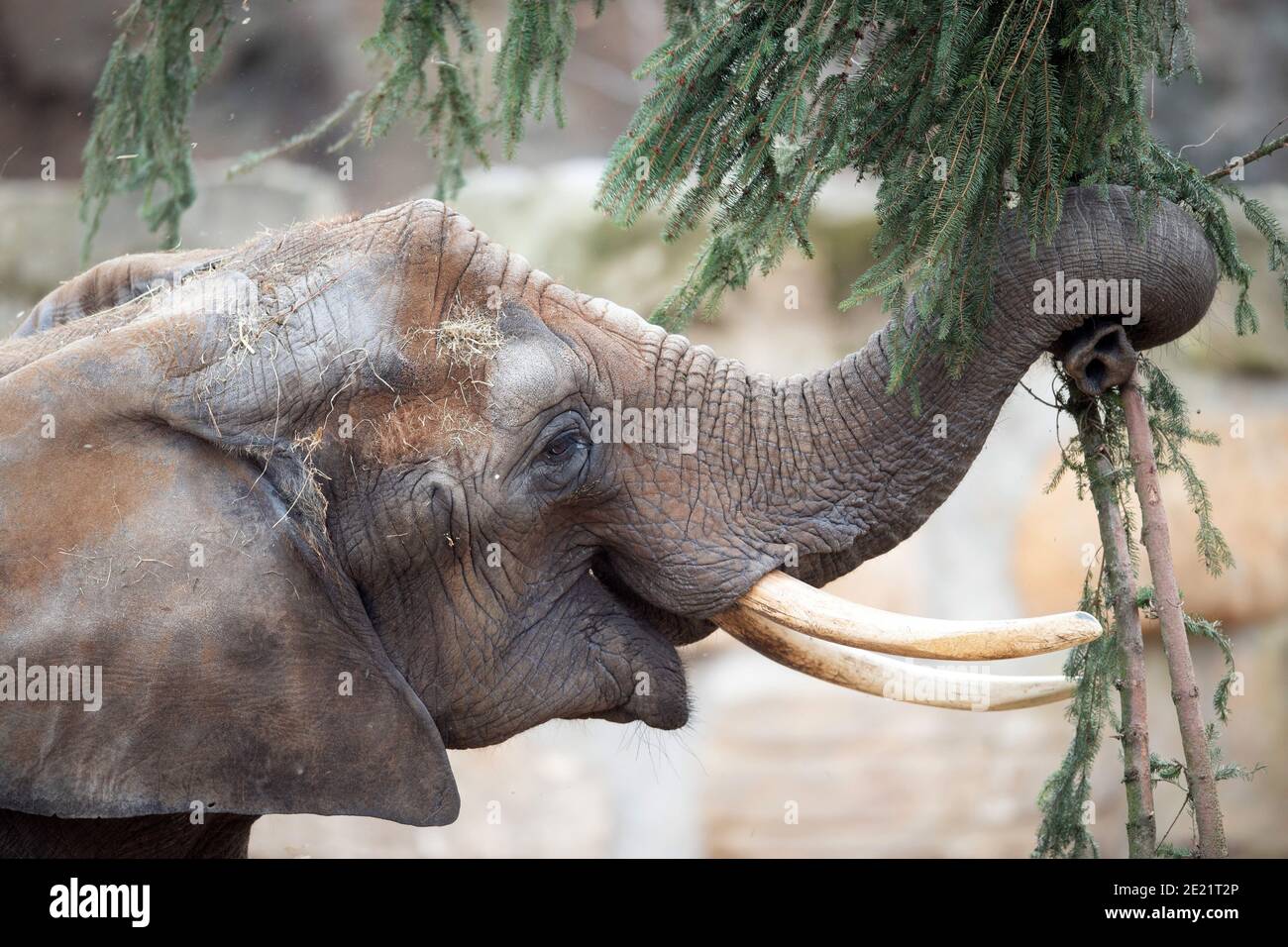 Dresden, Germany. 11th Jan, 2021. An elephant stands in its enclosure ...