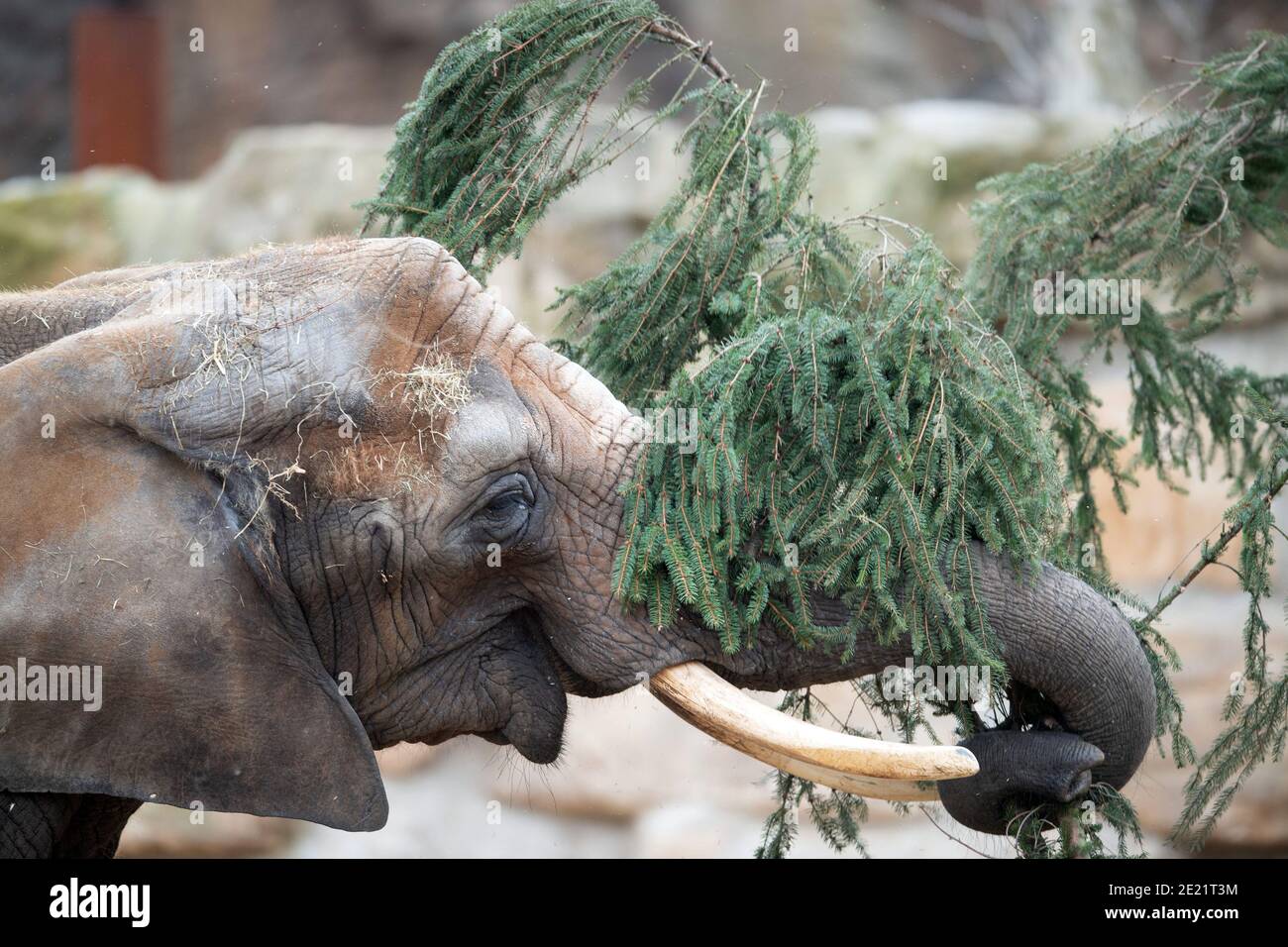 Elephant eating in zoo high hi-res stock photography and images - Alamy