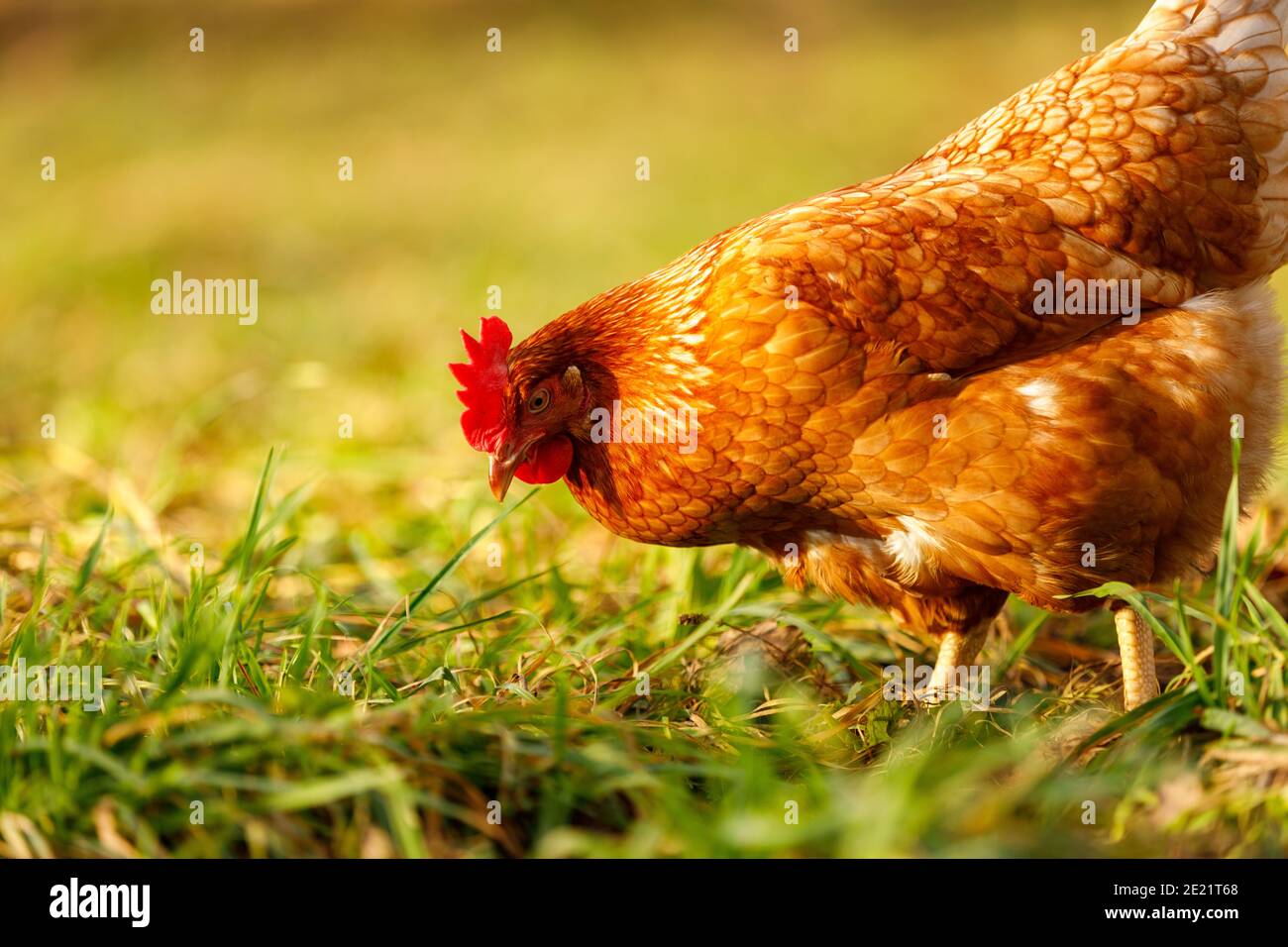 Free range organic chickens poultry in a country farm Stock Photo - Alamy