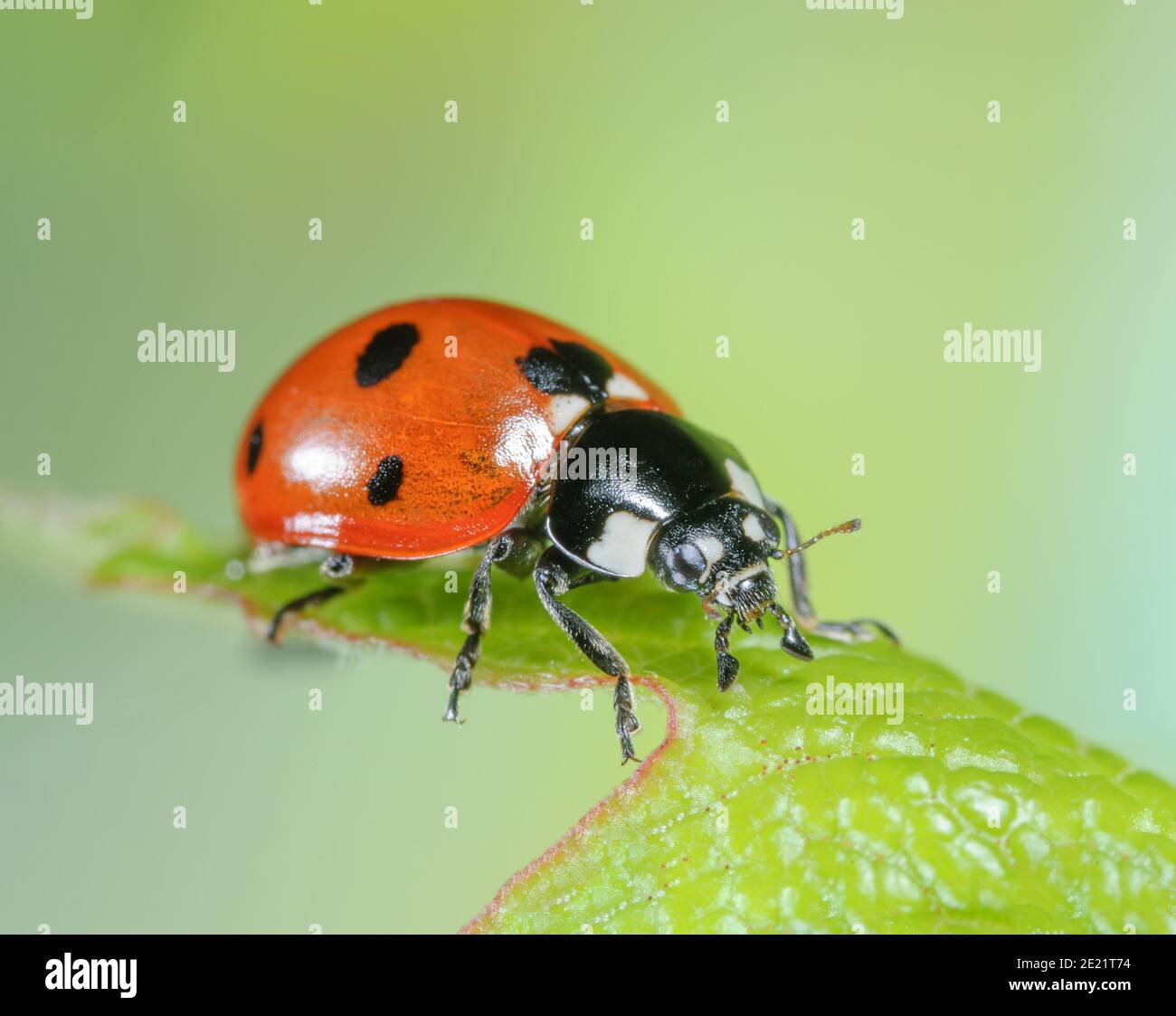 Seven Spotted Ladybird portrait Stock Photo - Alamy