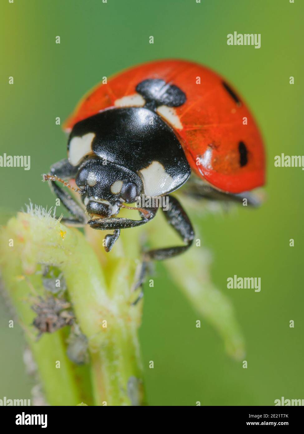 Ladybird eats aphid hi-res stock photography and images - Alamy