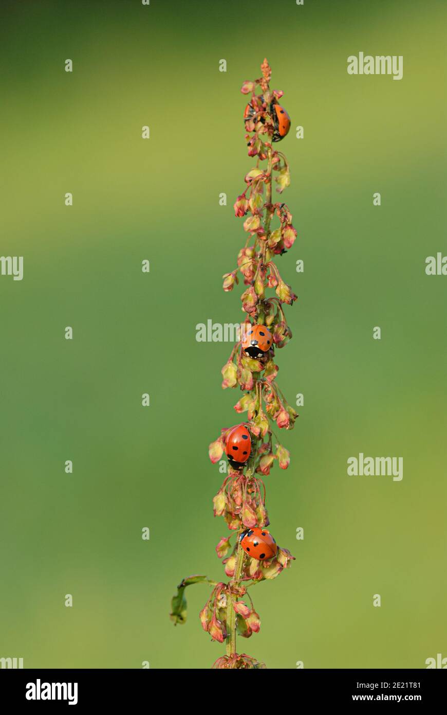 Seven spot ladybird eats aphid hi-res stock photography and images - Alamy