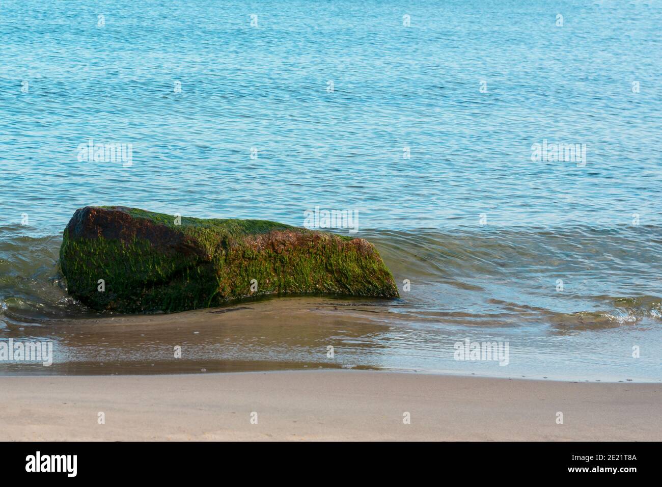 Sea moss seaweed hi-res stock photography and images - Alamy