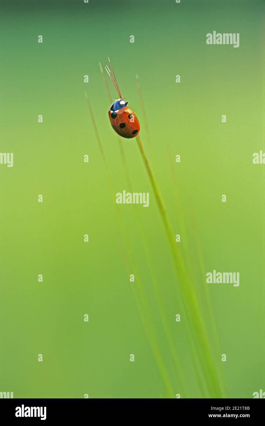 Spot the insect hi-res stock photography and images - Alamy