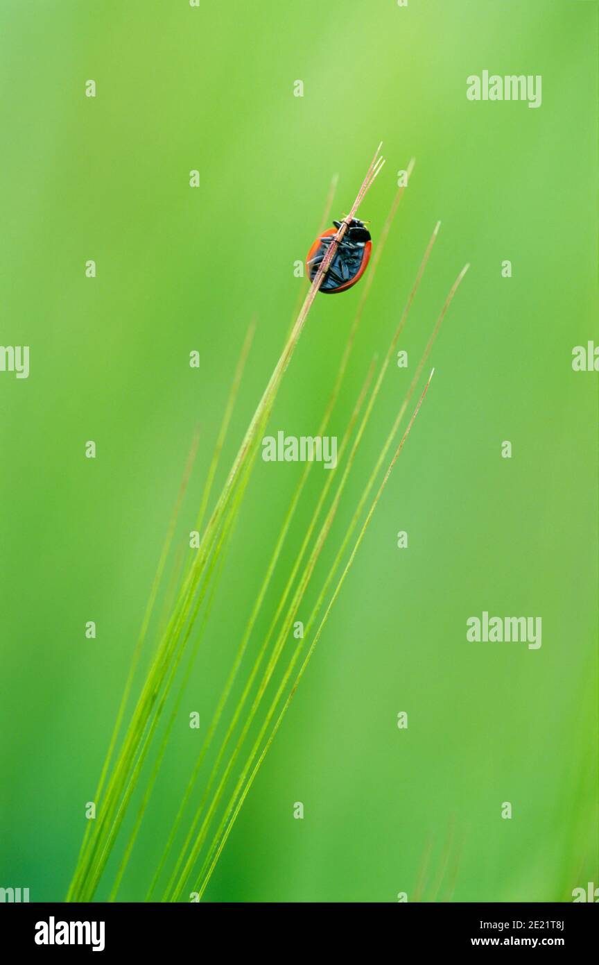 Spot the ladybird hi-res stock photography and images - Alamy