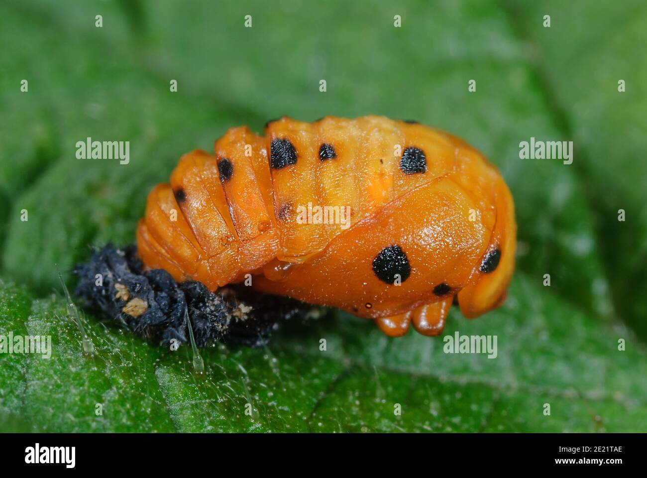 Pupa of the seven spot ladybird Coccinella septempunctata Stock Photo ...