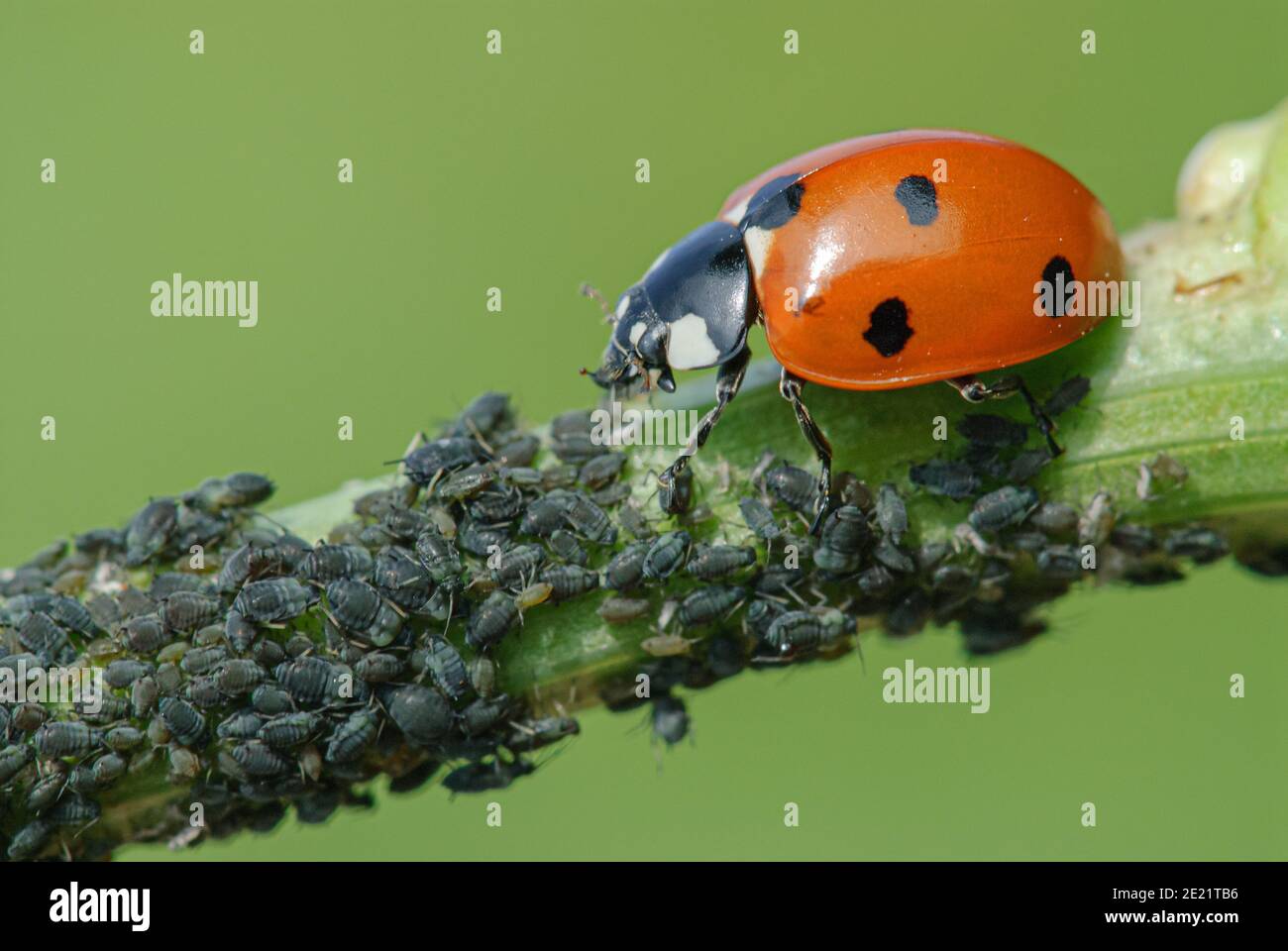 Colony of beetles hi-res stock photography and images - Alamy
