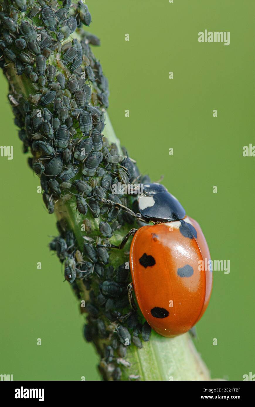 Seven spot ladybird eats aphid hi-res stock photography and images - Alamy