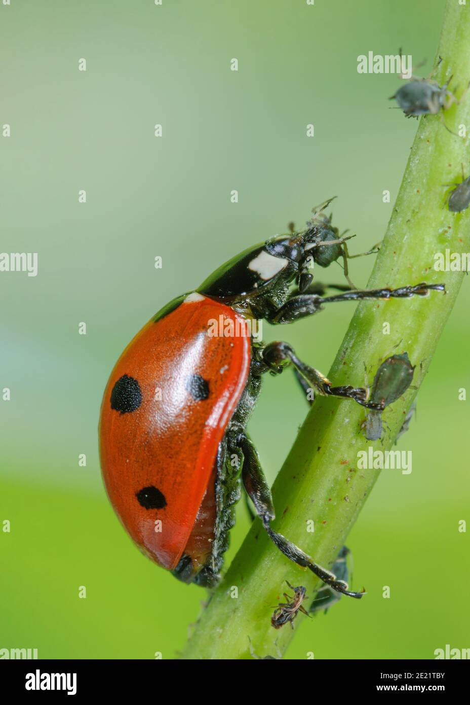 Spot the ladybird hi-res stock photography and images - Alamy
