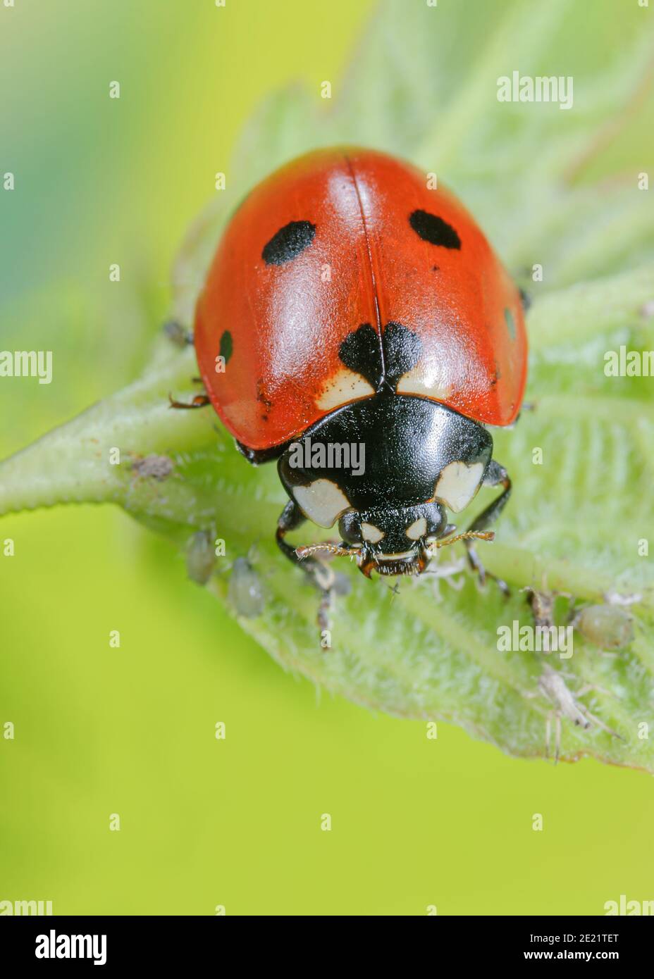 Ladybug eats aphid, Biological pest control with Beneficial animals ...