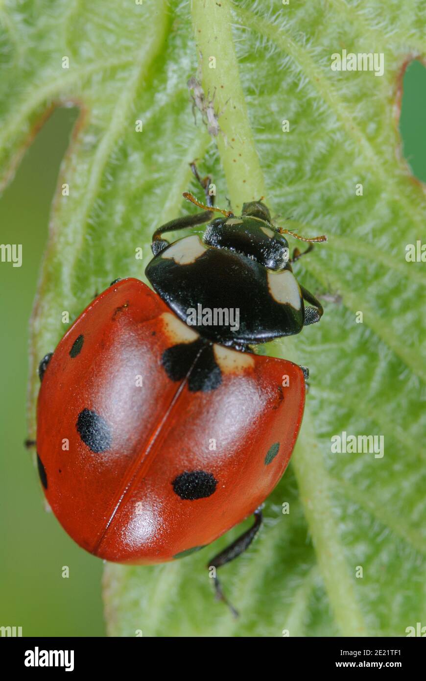 Ladybug eats aphid, Biological pest control with Beneficial animals ...