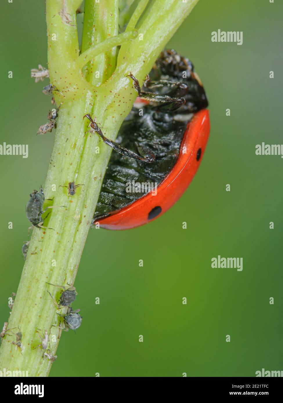 Biological pest control with beneficial ladybugs, Seven-spot Ladybird ...