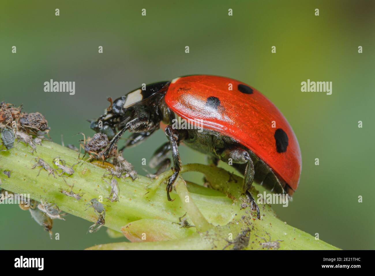 Biological pest control with beneficial ladybugs, Seven-spot Ladybird ...