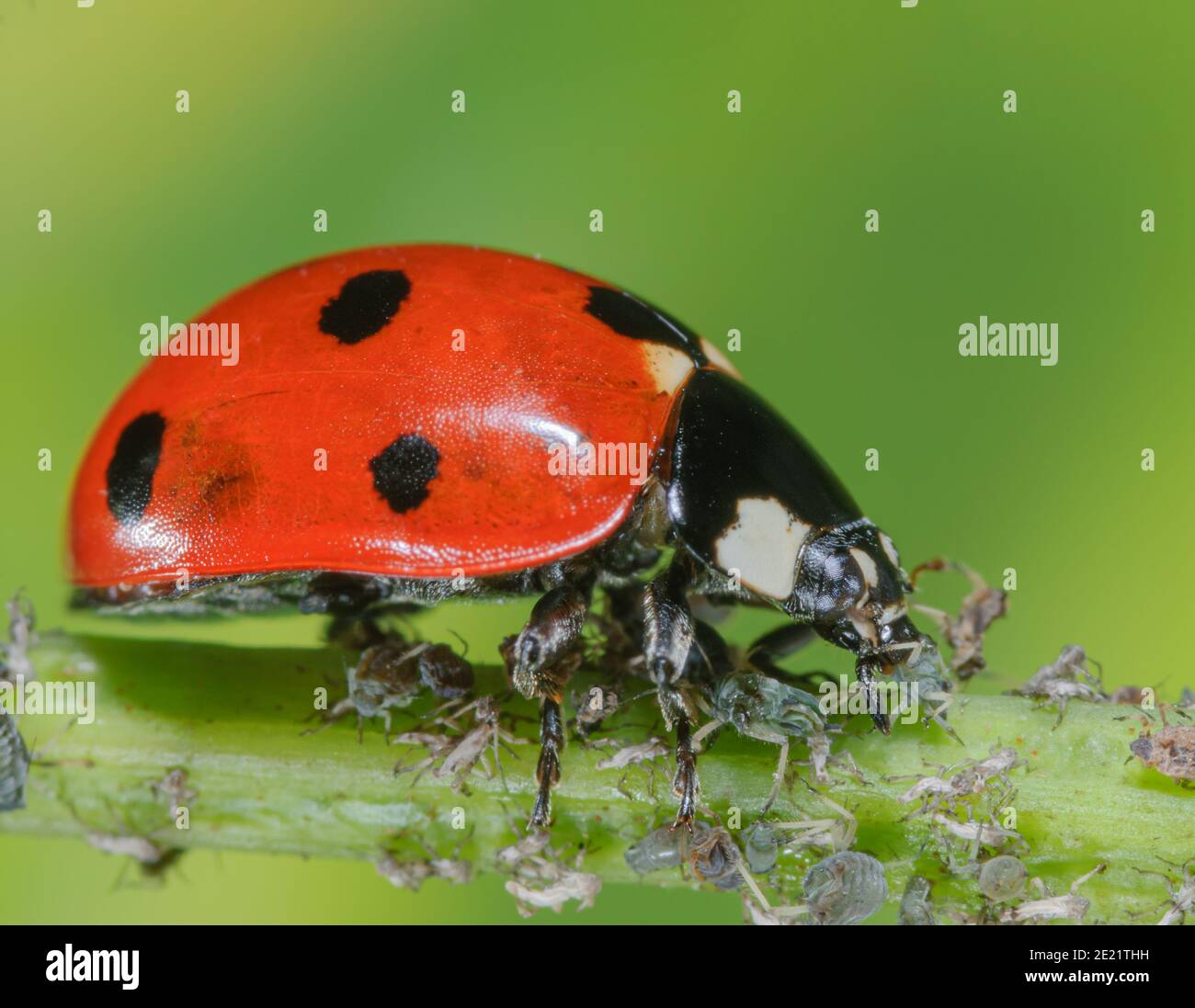 Biological pest control with beneficial ladybugs, Seven-spot Ladybird ...