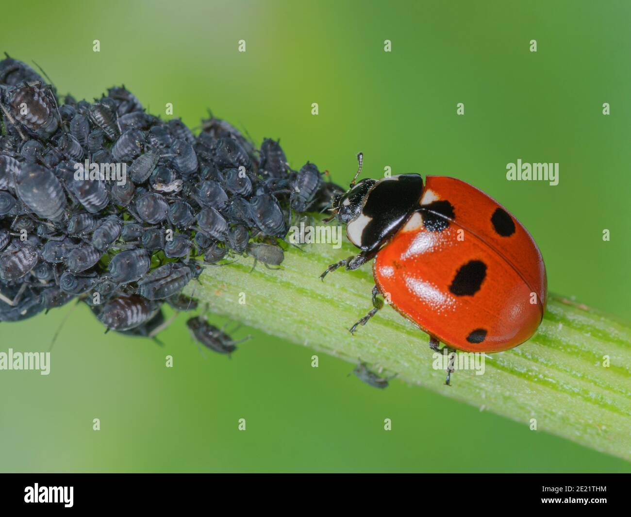Seven-spot Ladybird (Coccinella septempunctata) eats aphid, Biological ...
