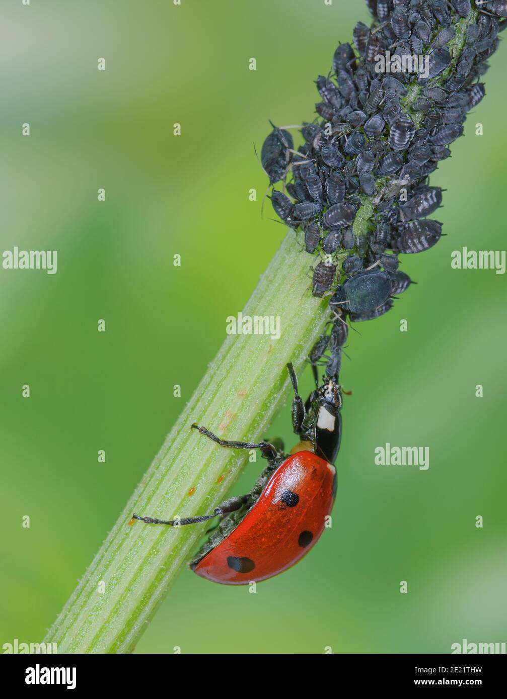Mother ladybird hi-res stock photography and images - Alamy