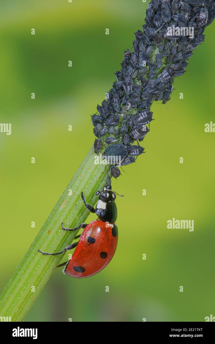 Biological pest control with beneficial insects, Seven-spot Ladybird ...