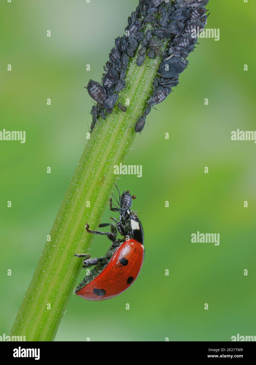 Biological control insects hi-res stock photography and images - Alamy