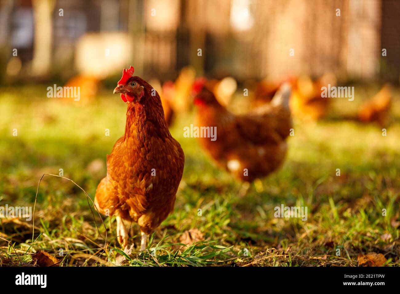 Free range organic chickens poultry in a country farm Stock Photo - Alamy