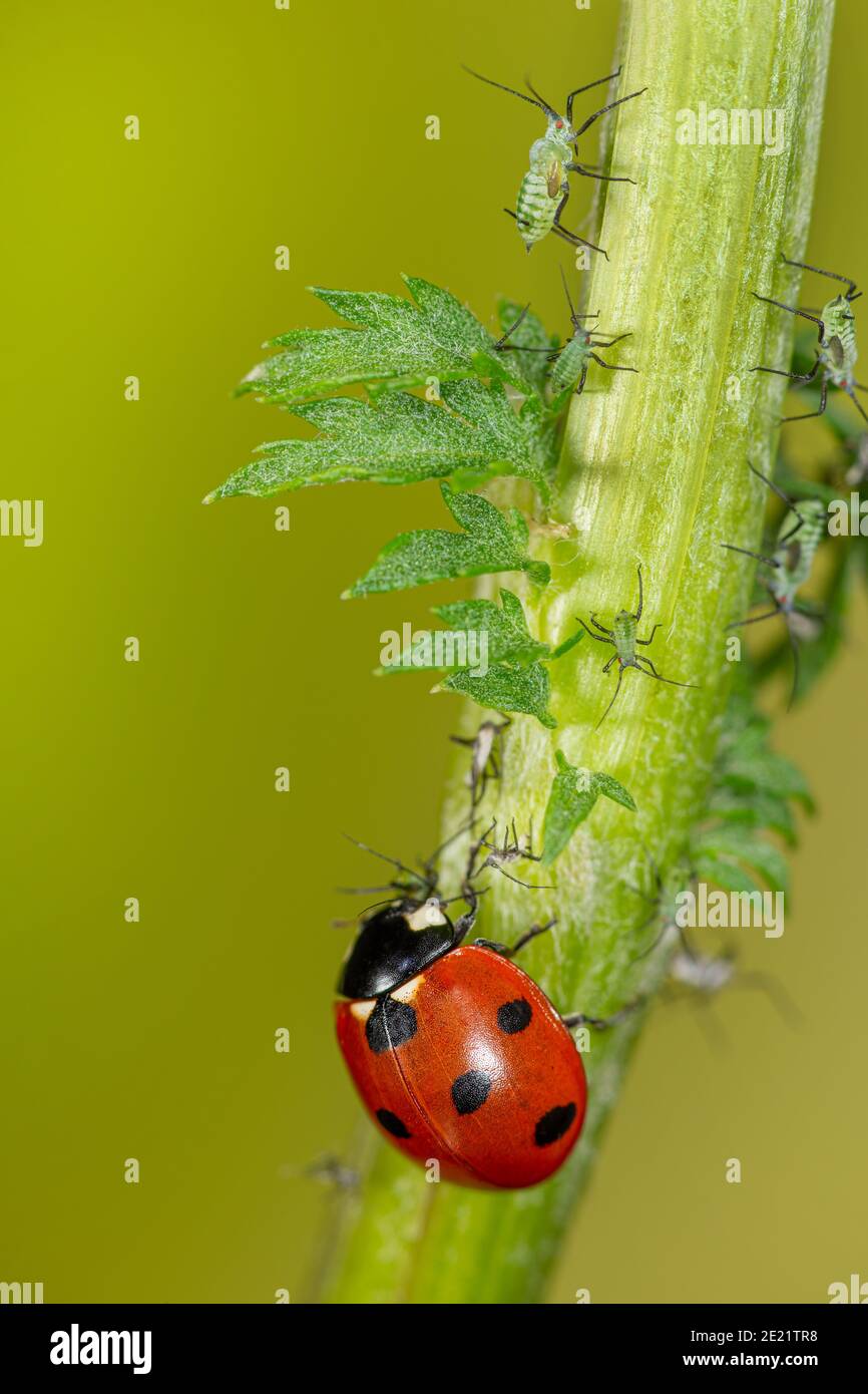 Ladybug kills aphid, Biological pest control with Beneficial animals ...