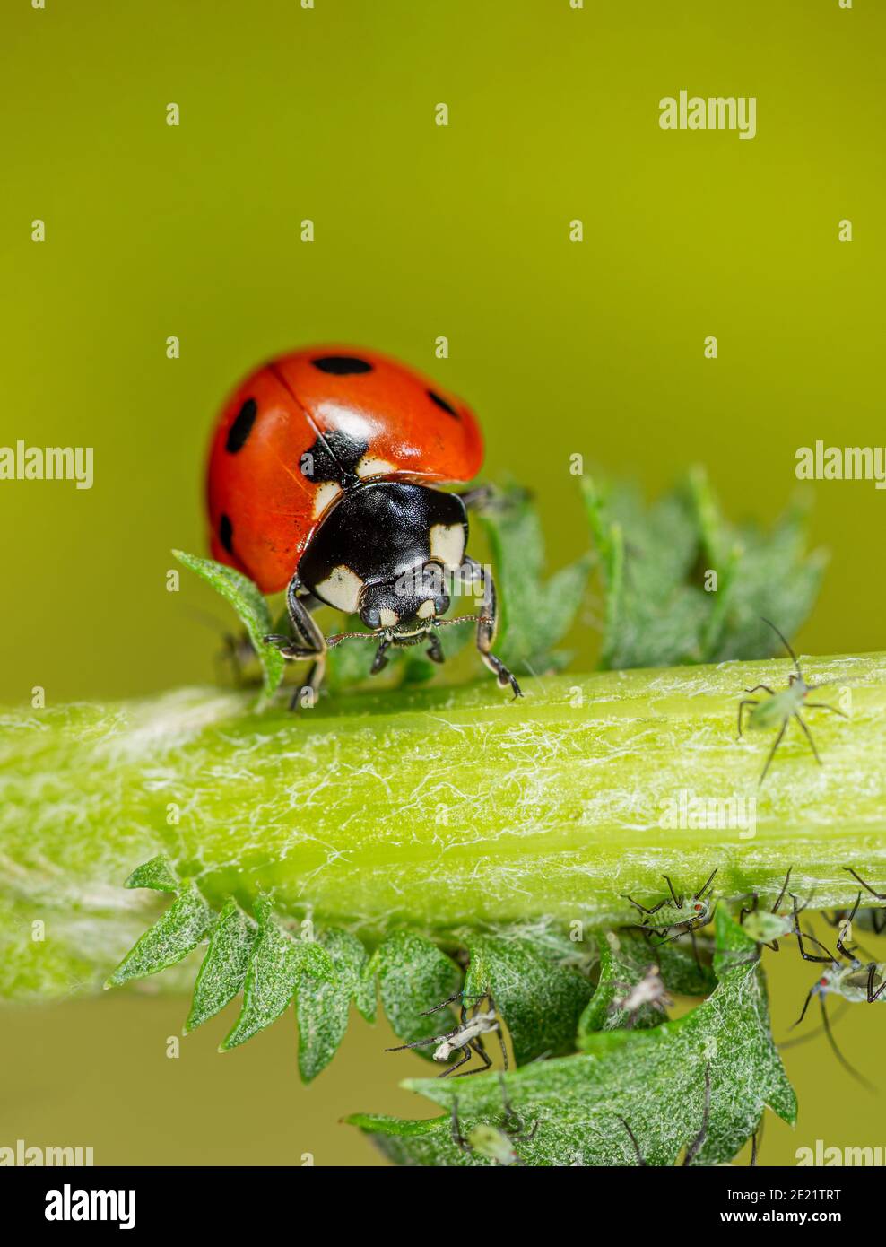 Beneficial insects hi-res stock photography and images - Alamy