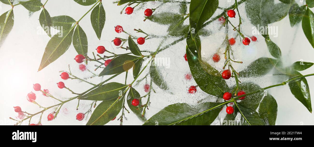Flowers arrangement. Japanese bamboo frozen in ice. Unusual florist ...