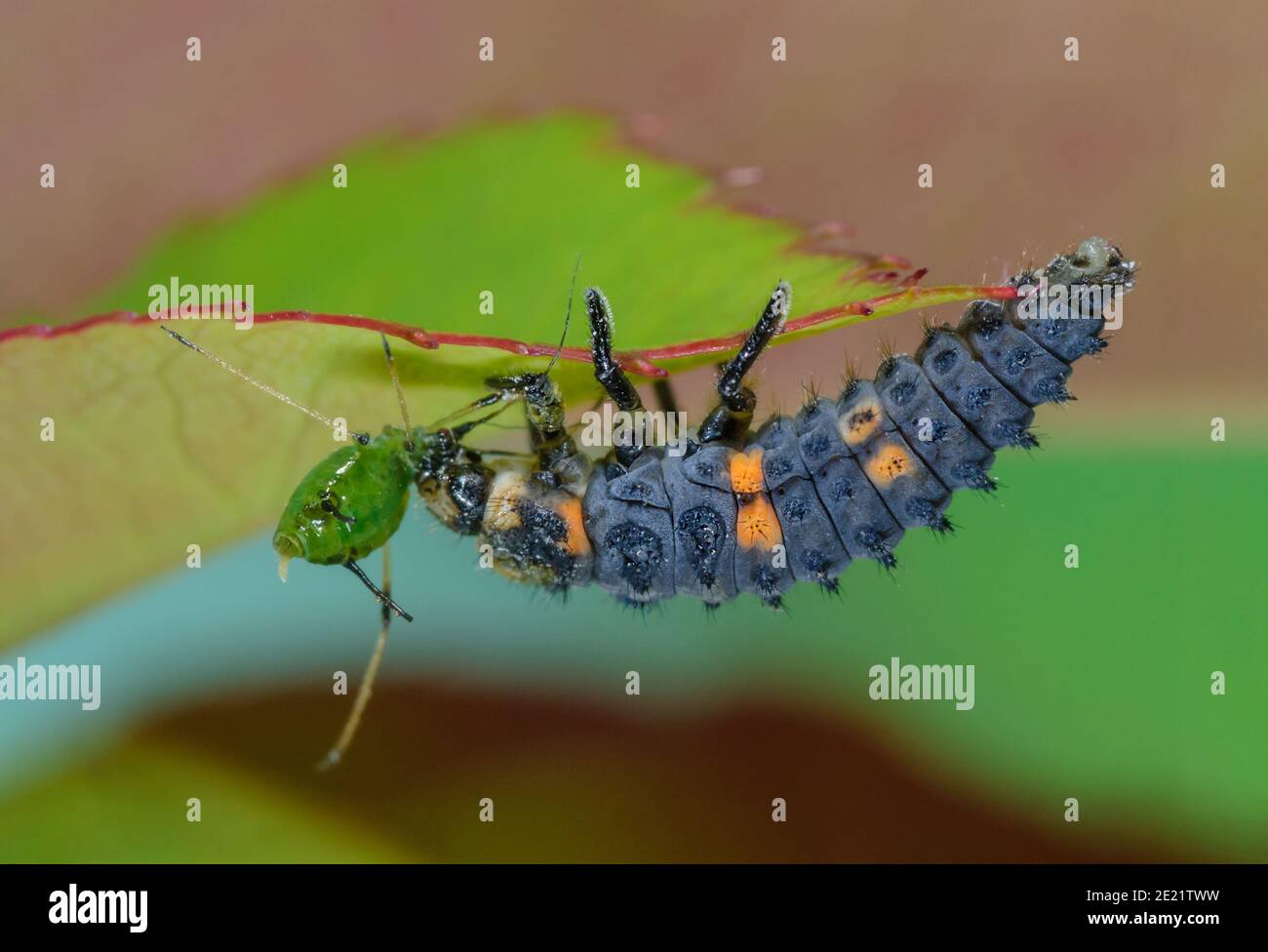 Ladybird larva eat aphid hi-res stock photography and images - Alamy