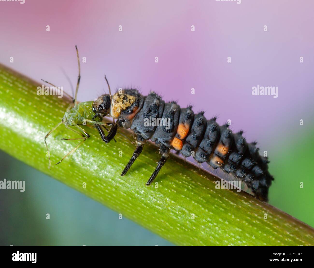 Ladybird larva eat aphid hi-res stock photography and images - Alamy