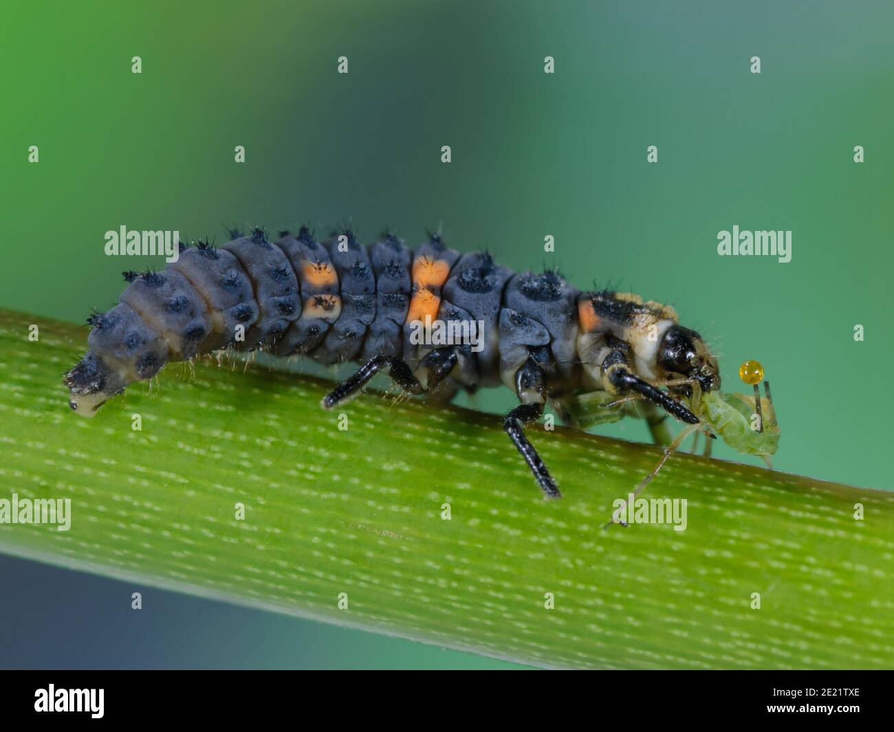 Ladybird larva eats aphid, Biological pest control with insects Stock ...