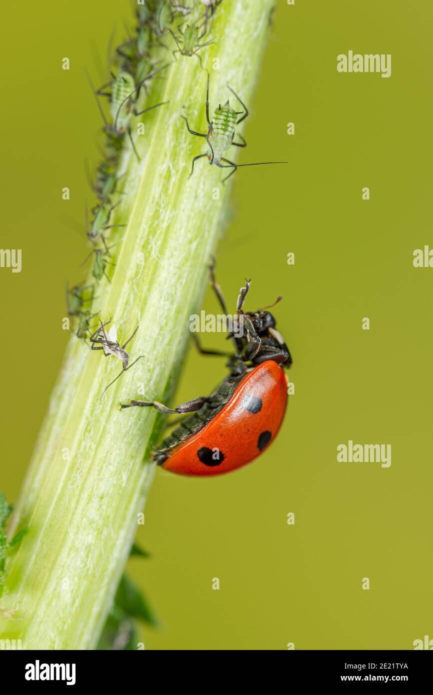 Biological pest control, ladybug eating aphids, Ladybird eats aphid ...