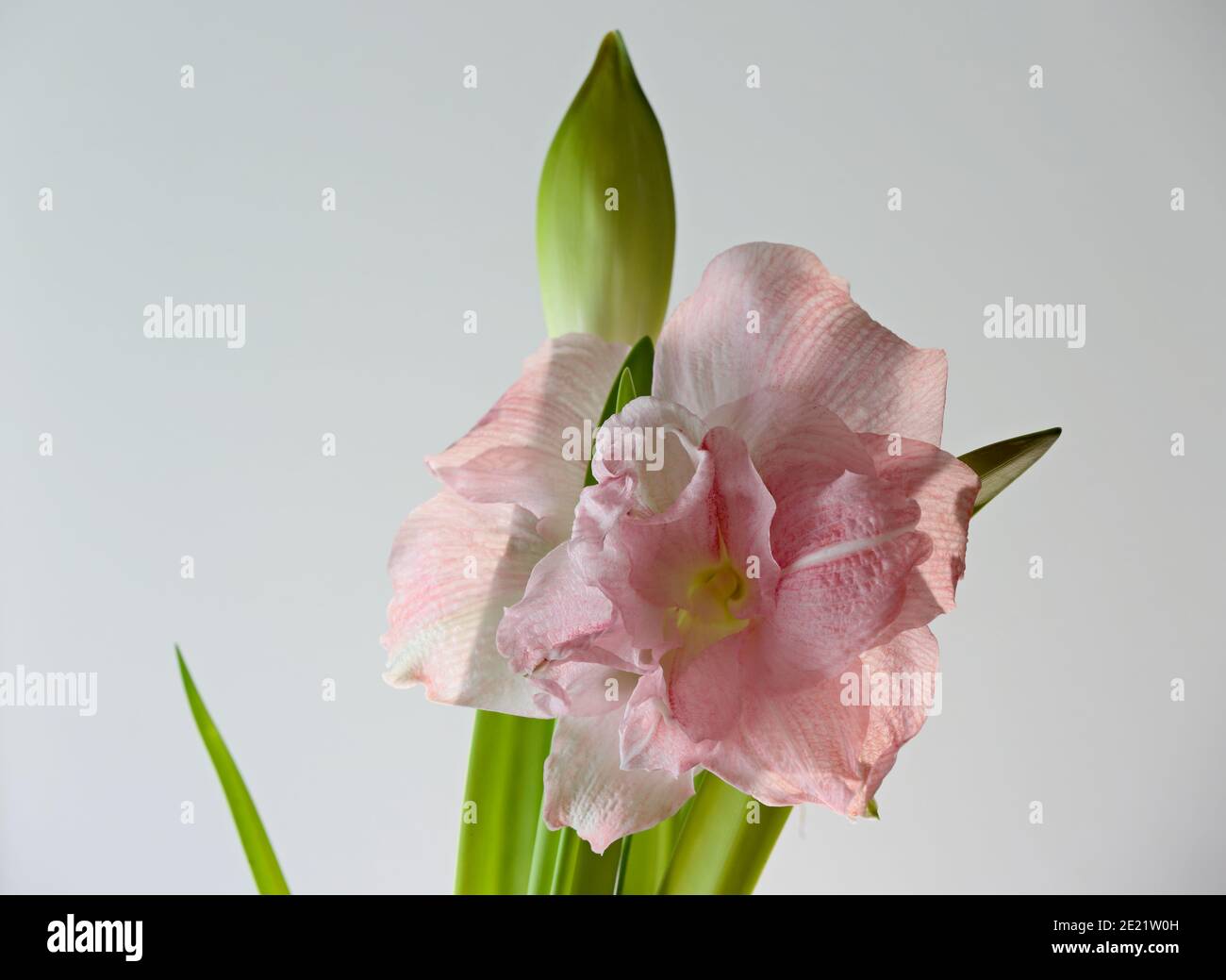 Beautiful pink amaryllis and one bud with white background Stock Photo ...