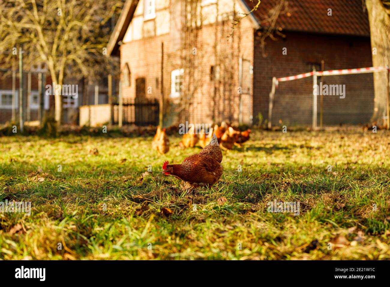 Free range organic chickens poultry in a country farm Stock Photo - Alamy
