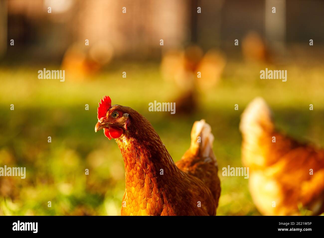 Free range organic chickens poultry in a country farm Stock Photo - Alamy