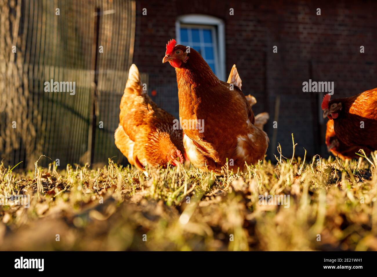 Free range organic chickens poultry in a country farm Stock Photo - Alamy