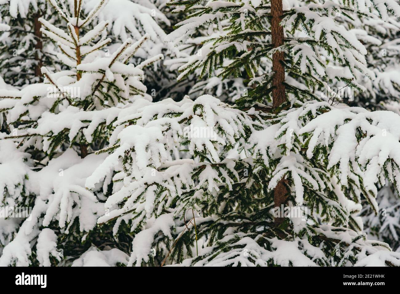 Detail of snowy tree in winter forest Stock Photo - Alamy