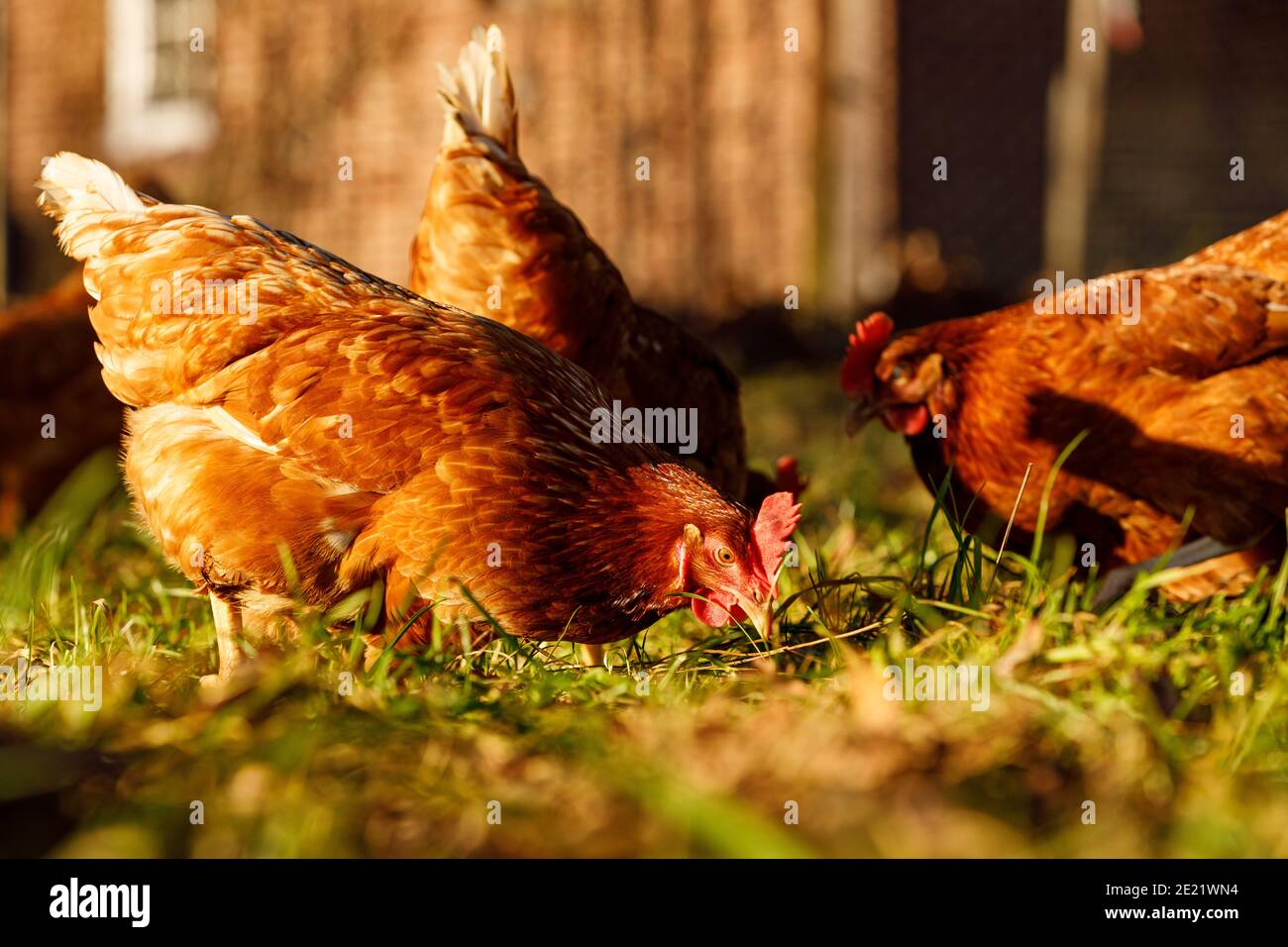 Free range organic chickens poultry in a country farm Stock Photo - Alamy
