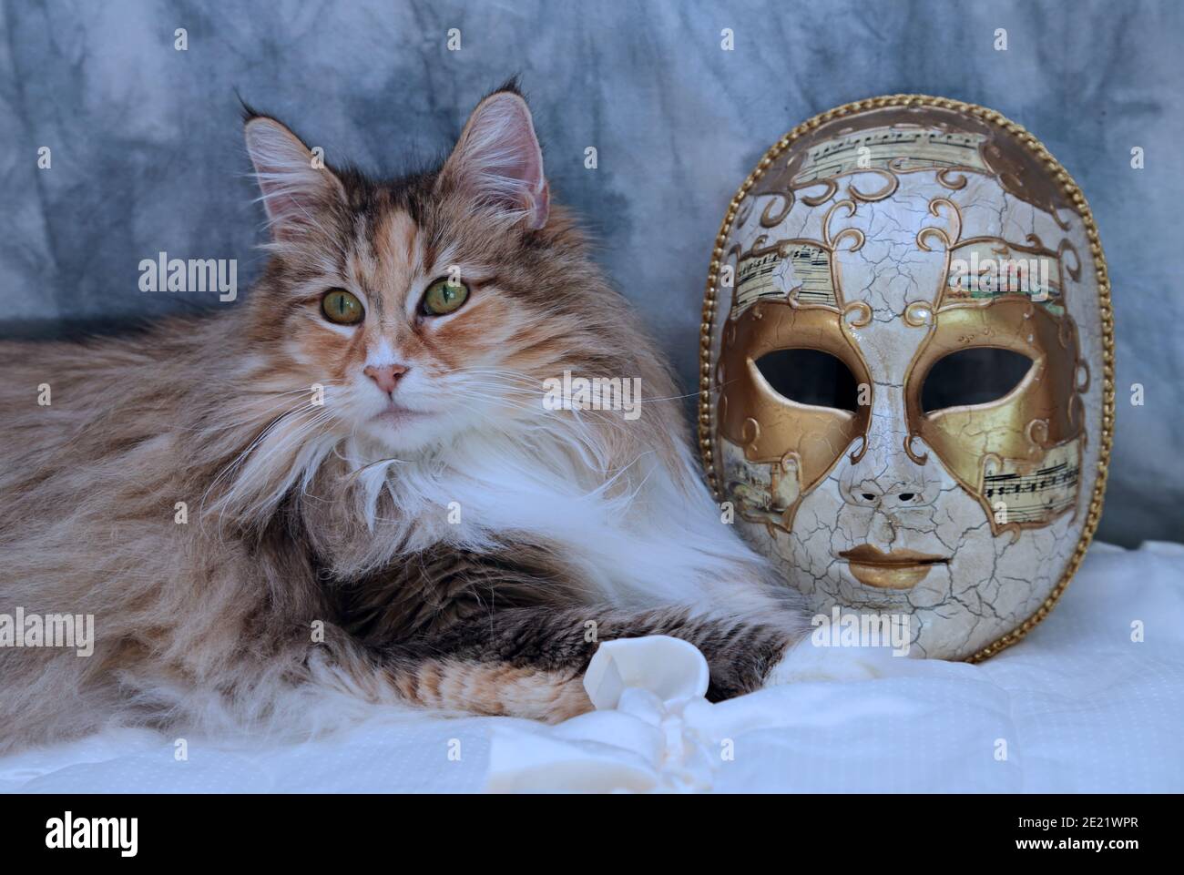 A beautiful norwegian forest cat tortoiseshell with golden and shiny ...
