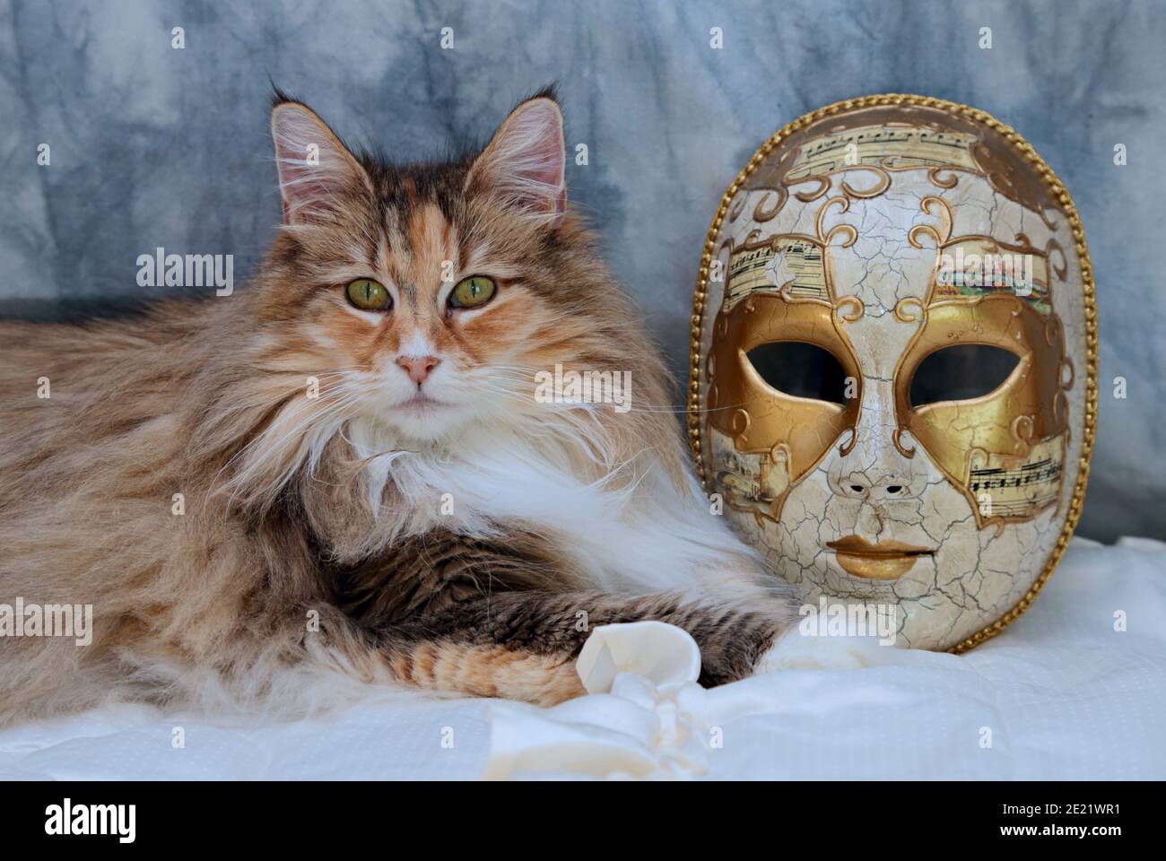 A beautiful norwegian forest cat tortoiseshell with golden and shiny ...